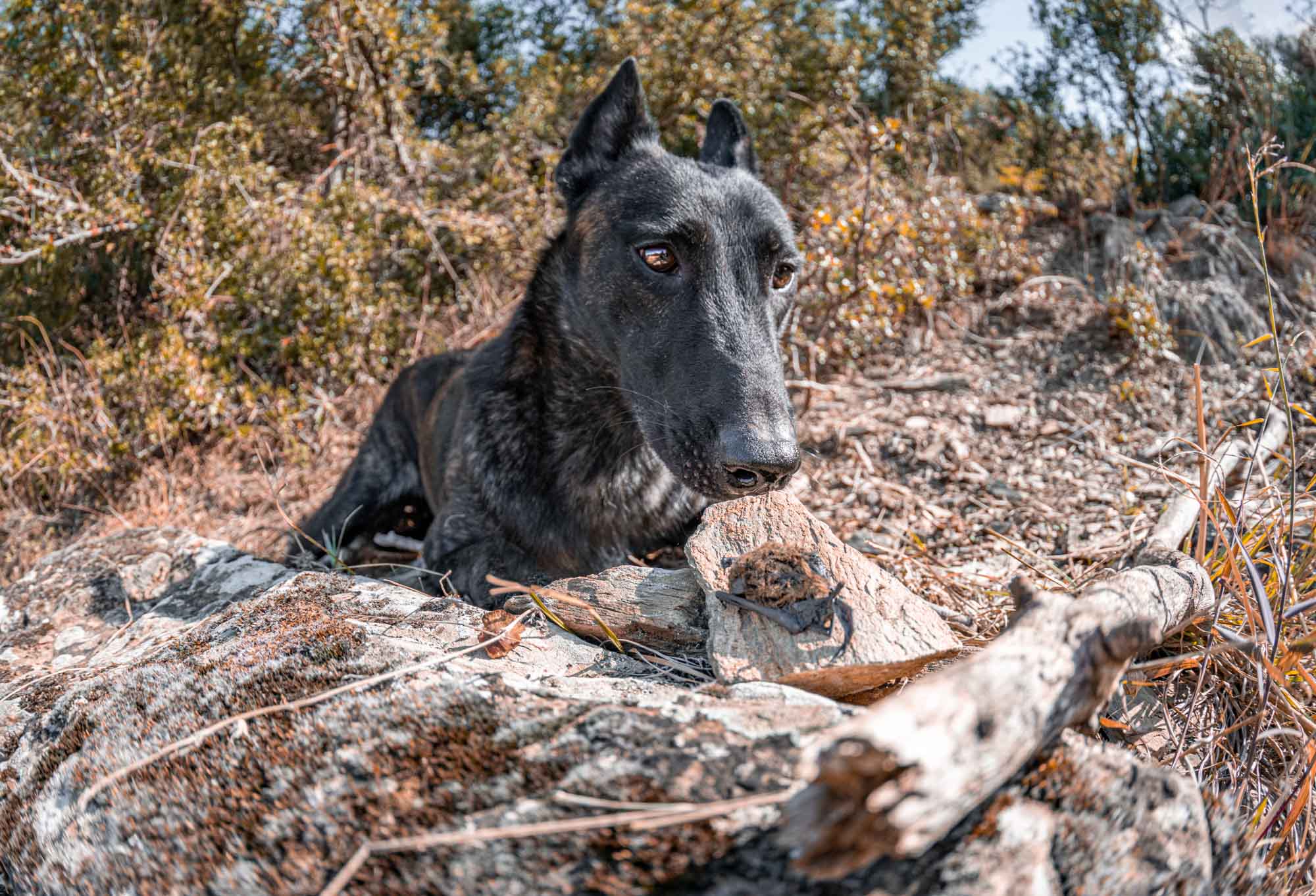 Nose For A Cause – Website